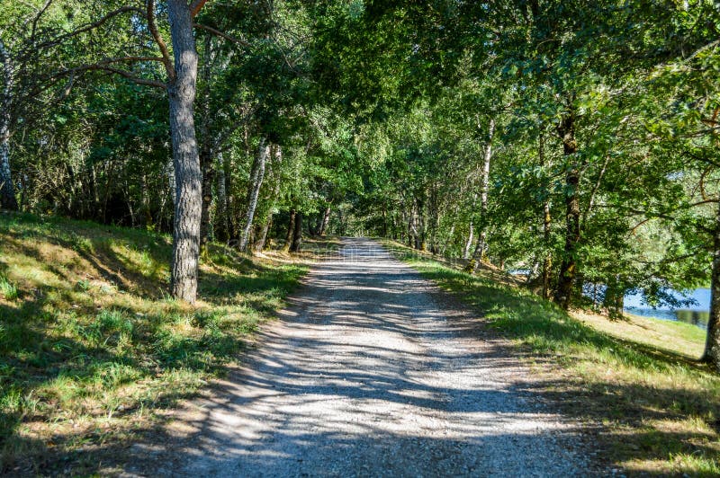 Walk Path Under the Trees in a Sunny Summer Day Stock Photo - Image of ...