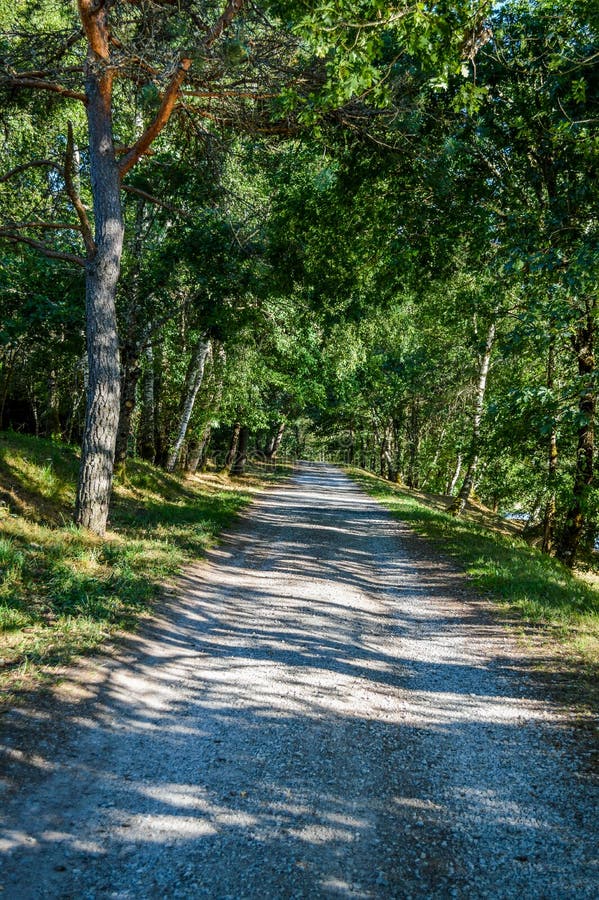 Walk Path Under the Trees in a Sunny Summer Day Stock Image - Image of ...