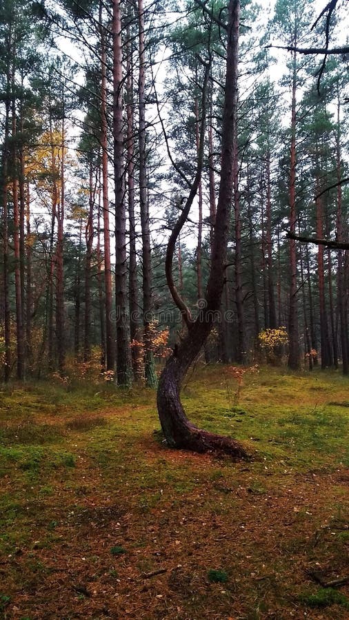 Walk through the Pine Trees on the Lakefront Stock Photo - Image of ...