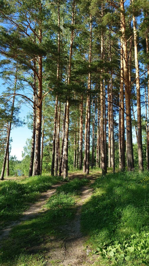 Walk through the Pine Forest. Pine Tree Forest Stock Photo - Image of ...