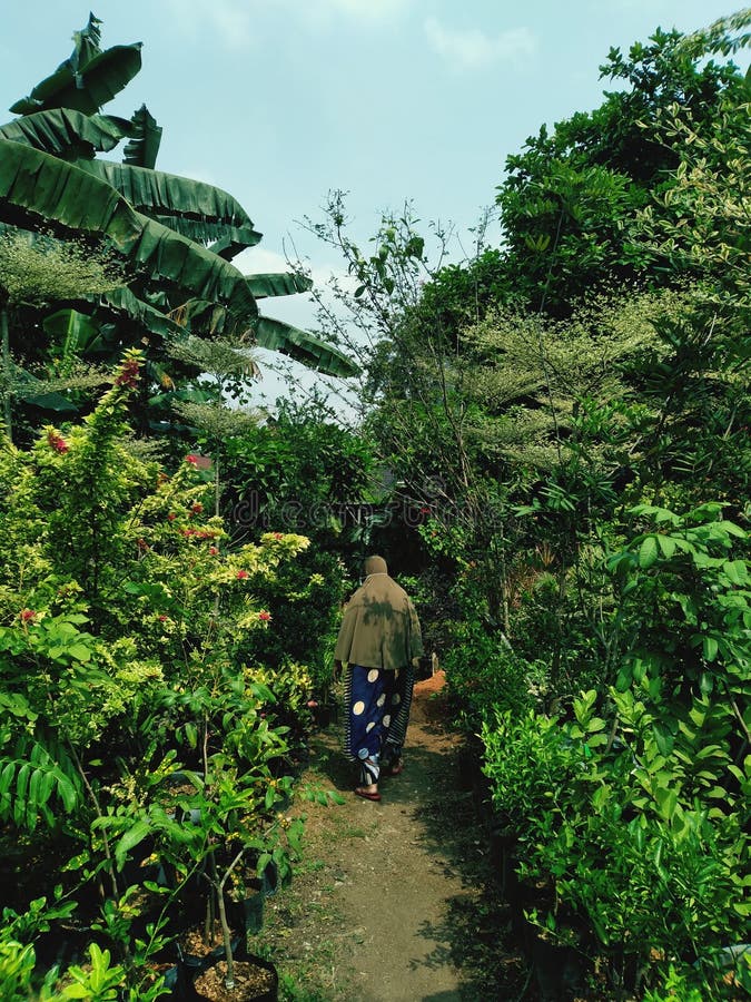 Walk through the plants stock image. Image of green - 263890423