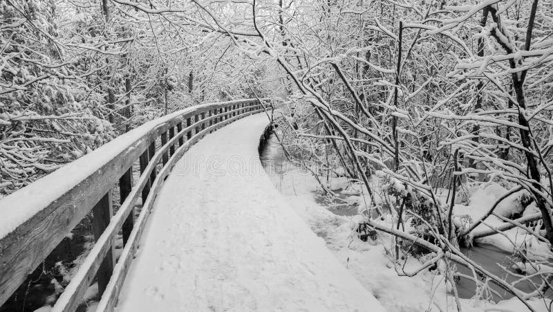 Walk in a Protected Park in Winter in the Canadian Countryside Stock ...
