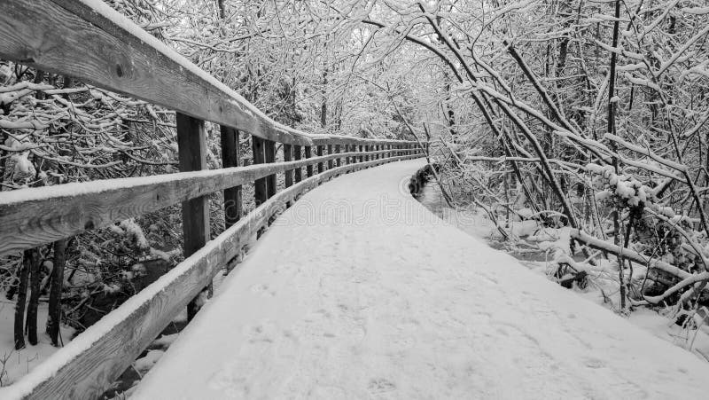 Walk in a Protected Park in Winter in the Canadian Countryside Stock ...