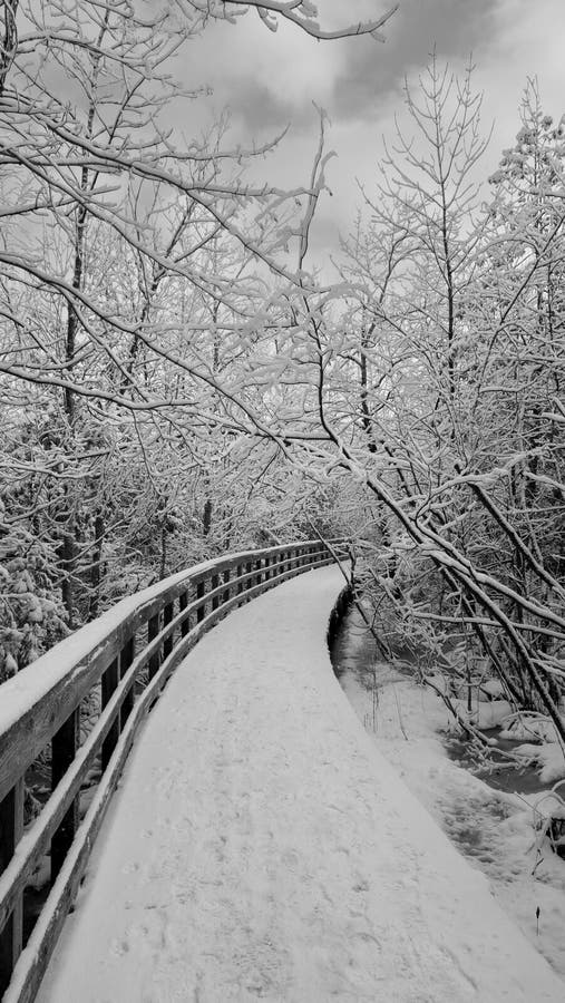 Walk in a Protected Park in Winter in the Canadian Countryside Stock ...