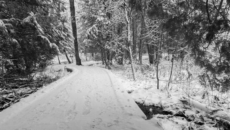 Walk in a Protected Park in Winter in the Canadian Countryside Stock ...