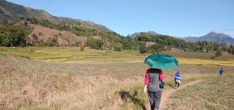 Walk through rice field stock photo. Image of grass - 266399006