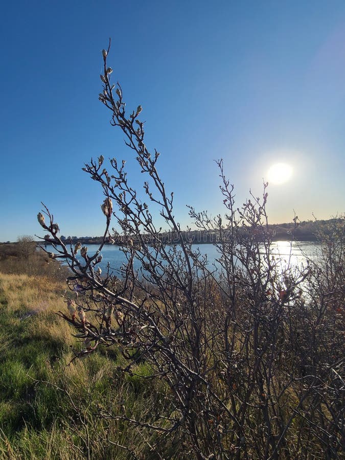A walk by the river stock image. Image of sunlight, river - 220267061