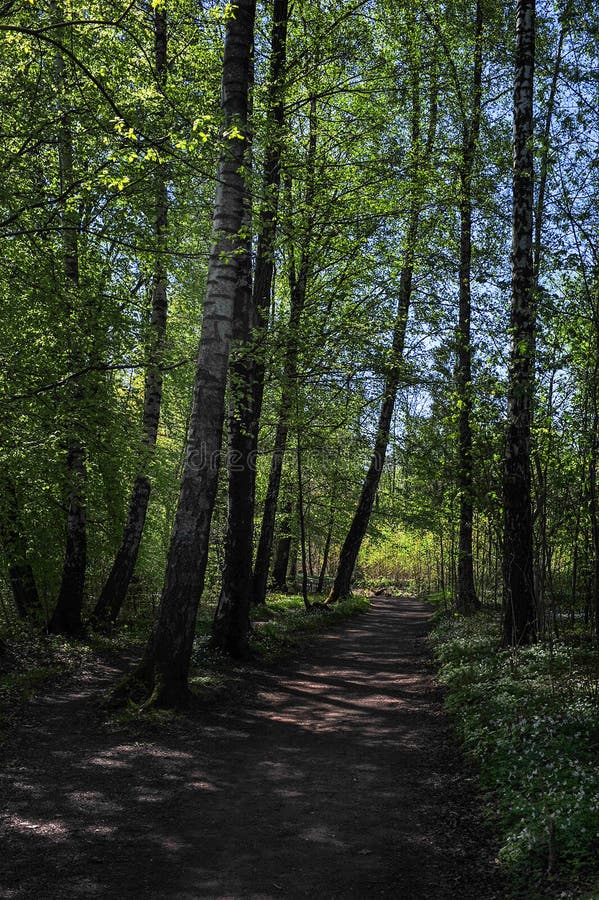 Walk in the Shade stock image. Image of view, change - 362271657