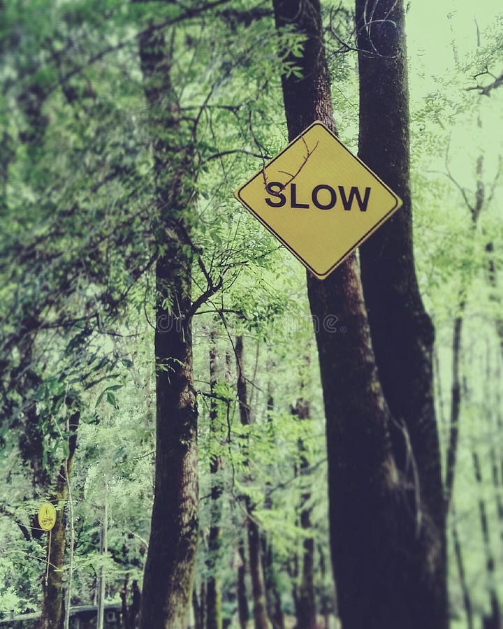 Walk slow stock photo. Image of slow, green, tree, forest - 120505882