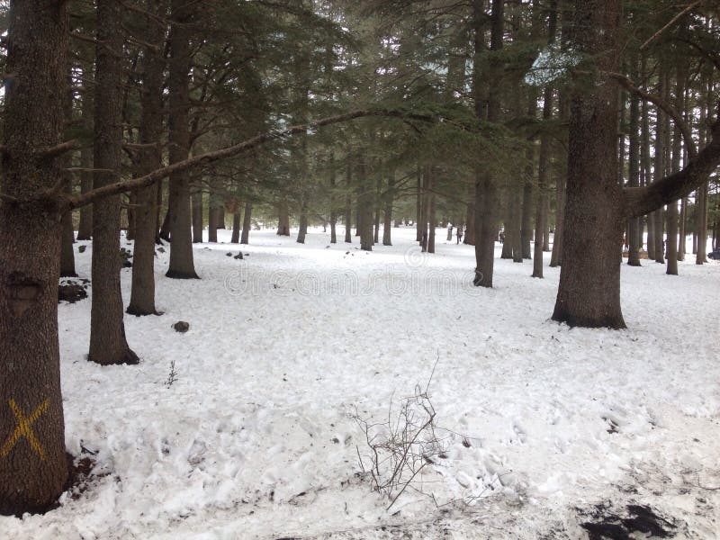 Walk in Snow at Ifrane Morocco Stock Image - Image of white, cold: 70736099