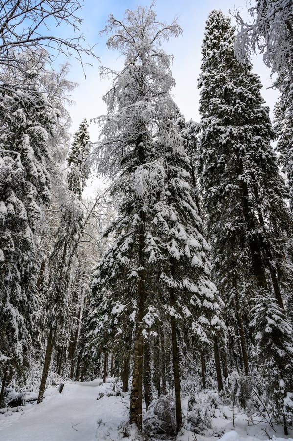 Beautiful Winter Forest. Beautiful Snowy Tree Branches Stock Photo ...