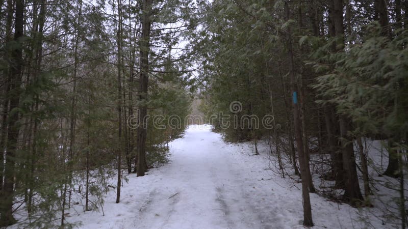 Walk in a Snowy Trail between Dried Trees in Forest Stock Video - Video ...