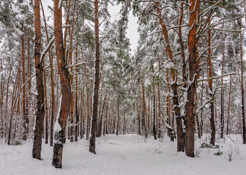 Walk in the Snowy Woods. Snow Stock Photo - Image of landscape ...