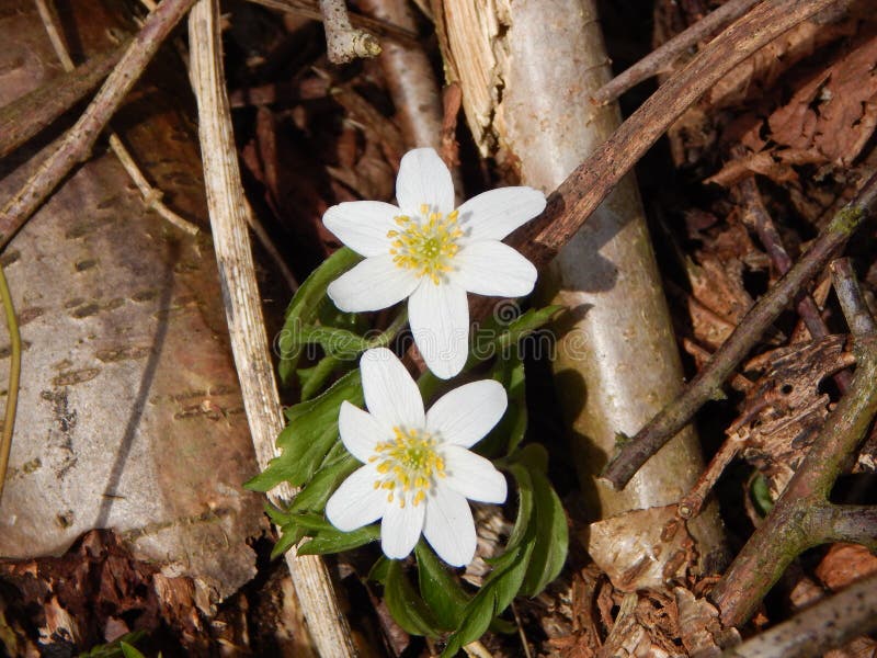 Walk in spring stock image. Image of produce, green - 181850999