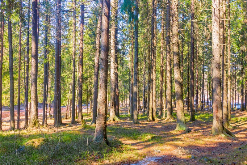 Coniferous Forest Landscape on a Spring Sunny Day. Stock Image - Image ...