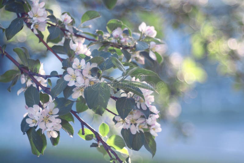 Walk in the Spring Park Cherry Stock Photo - Image of path, public ...