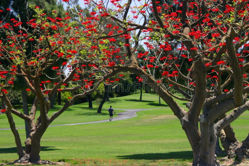 A Walk in Springtime stock photo. Image of path, springtime - 46276