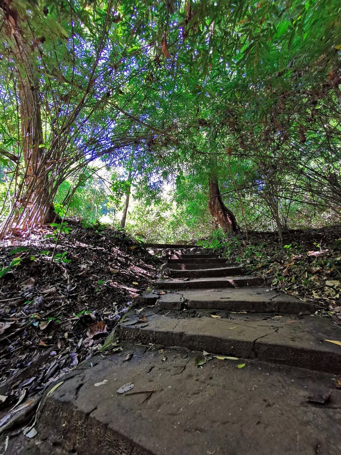 Walk on the Stairs into Jungle Stock Image - Image of rock, jungle ...