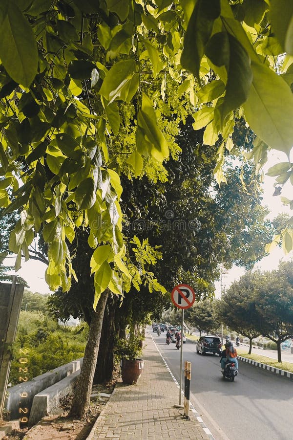 Walk Street Morning Tree Sunlight Stock Image - Image of tree, walk ...