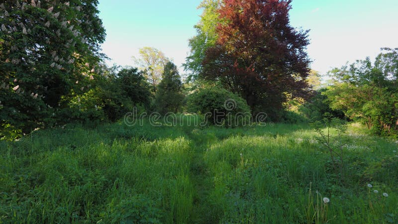 Walk in the Summer Forest. the Rays of the Sun Break through the ...