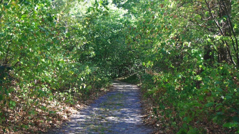 Walk in the Summer Forest. the Rays of the Sun Break through the ...