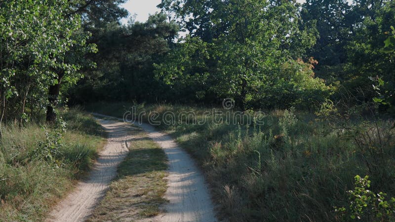 Walk in the Summer Forest. the Rays of the Sun Break through the ...