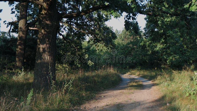 Walk in the Summer Forest. the Rays of the Sun Break through the ...