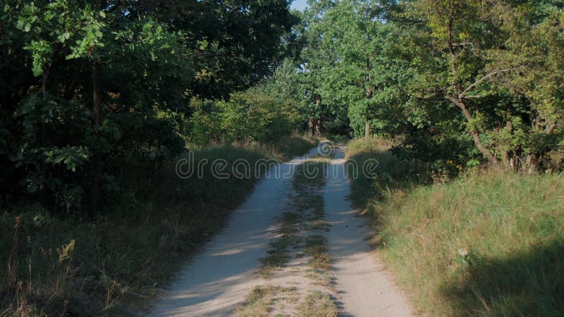 Walk in the Summer Forest. the Rays of the Sun Break through the ...