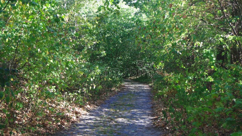Walk in the Summer Forest. the Rays of the Sun Break through the ...
