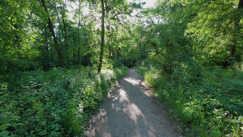 Walk in the Summer Forest. the Rays of the Sun Break through the ...