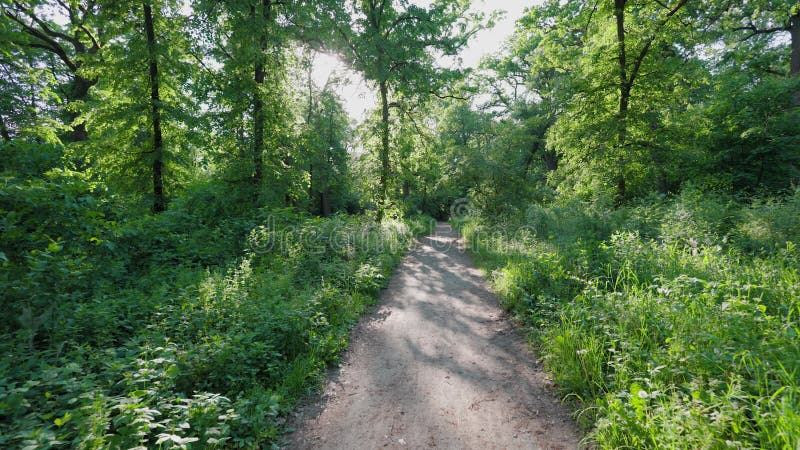Walk in the Summer Forest. the Rays of the Sun Break through the ...