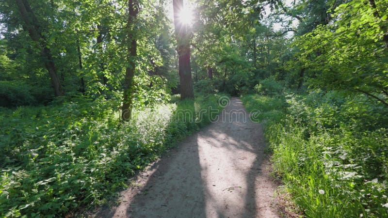 Walk in the Summer Forest. the Rays of the Sun Break through the ...