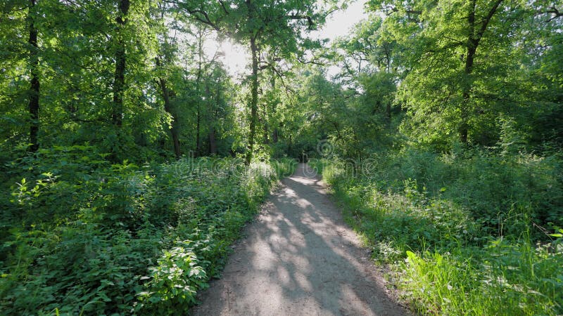 Walk in the Summer Forest. the Rays of the Sun Break through the ...