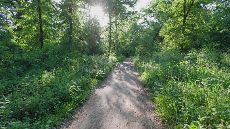Walk in the Summer Forest. the Rays of the Sun Break through the ...