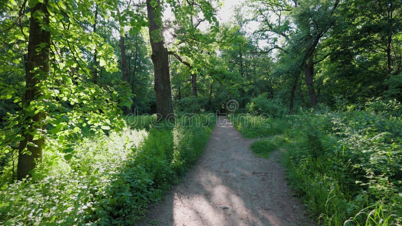 Walk in the Summer Forest. the Rays of the Sun Break through the ...