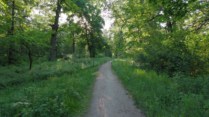 Walk in the Summer Forest. the Rays of the Sun Break through the ...