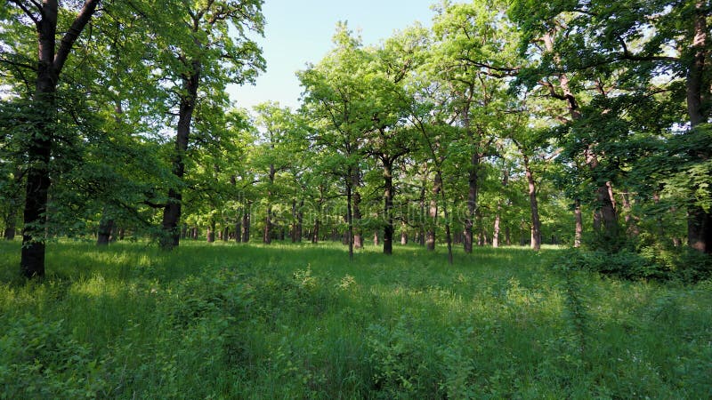 Walk in the Summer Forest. the Rays of the Sun Break through Stock ...