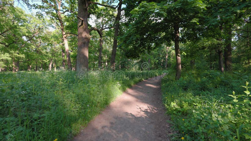 Walk in the Summer Forest. the Rays of the Sun Break through the ...