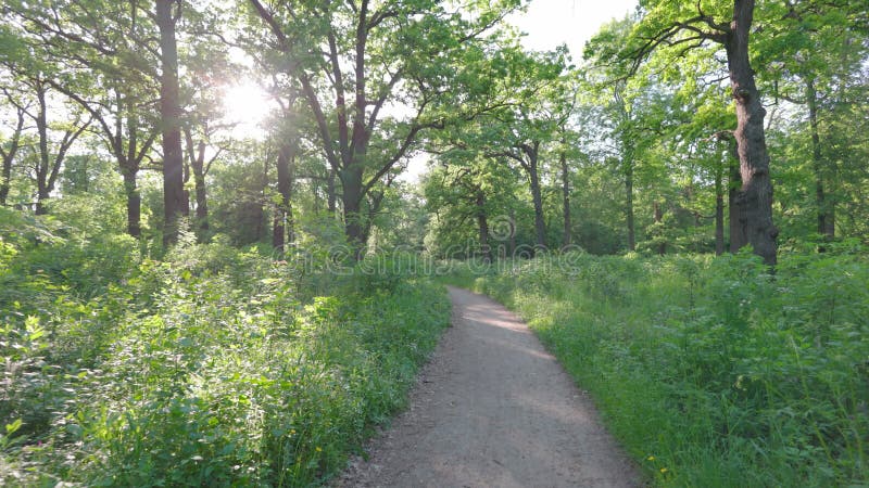 Walk in the Summer Forest. the Rays of the Sun Break through the ...
