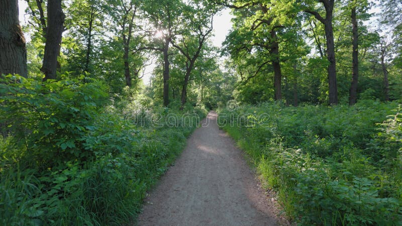 Walk in the Summer Forest. the Rays of the Sun Break through the ...