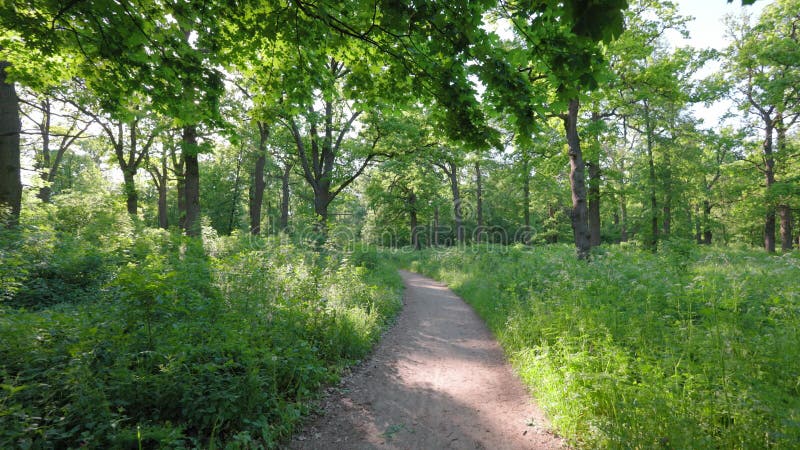 Walk in the Summer Forest. the Rays of the Sun Break through the ...