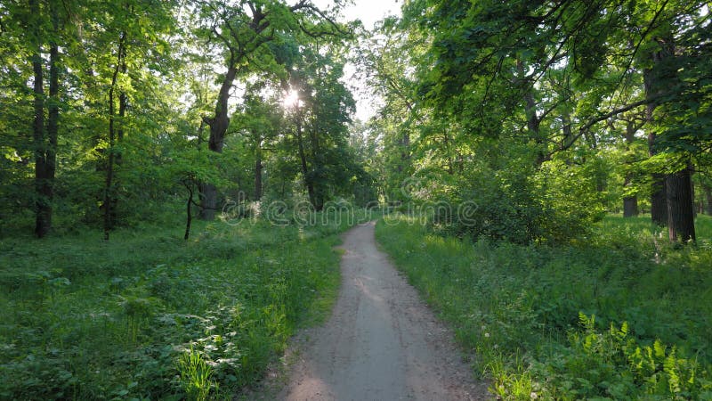 Walk in the Summer Forest. the Rays of the Sun Break Stock Footage ...
