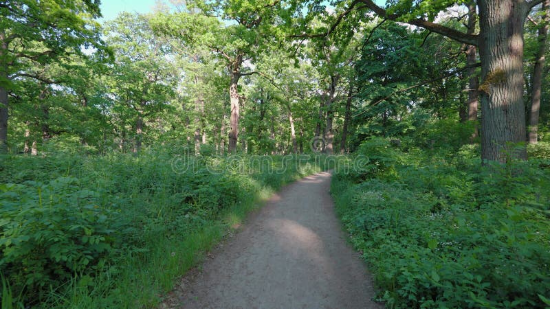Walk in the Summer Forest. the Rays of the Sun Break through the ...