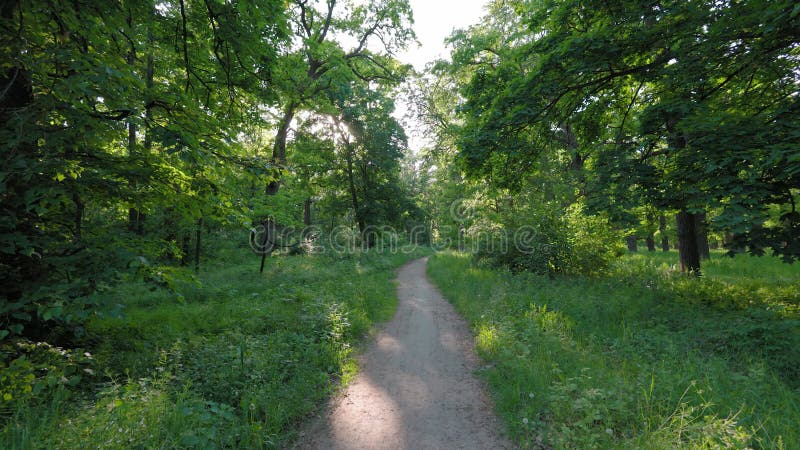 Walk in the Summer Forest. the Rays of the Sun Break through the ...