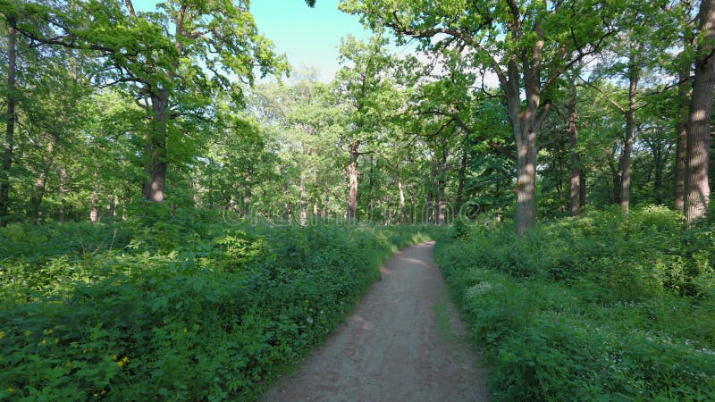 Walk in the Summer Forest. the Rays of the Sun Break through the ...