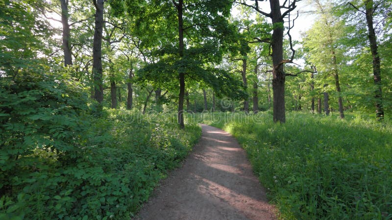 Walk in the Summer Forest. the Rays of the Sun Break through the ...
