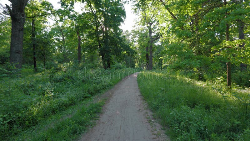 Walk in the Summer Forest. the Rays of the Sun Break through the ...
