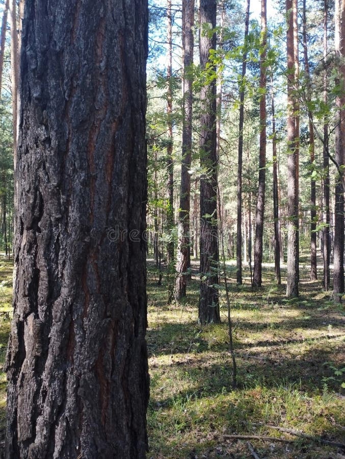 Walk in the summer wood stock image. Image of oods, tree - 260332071