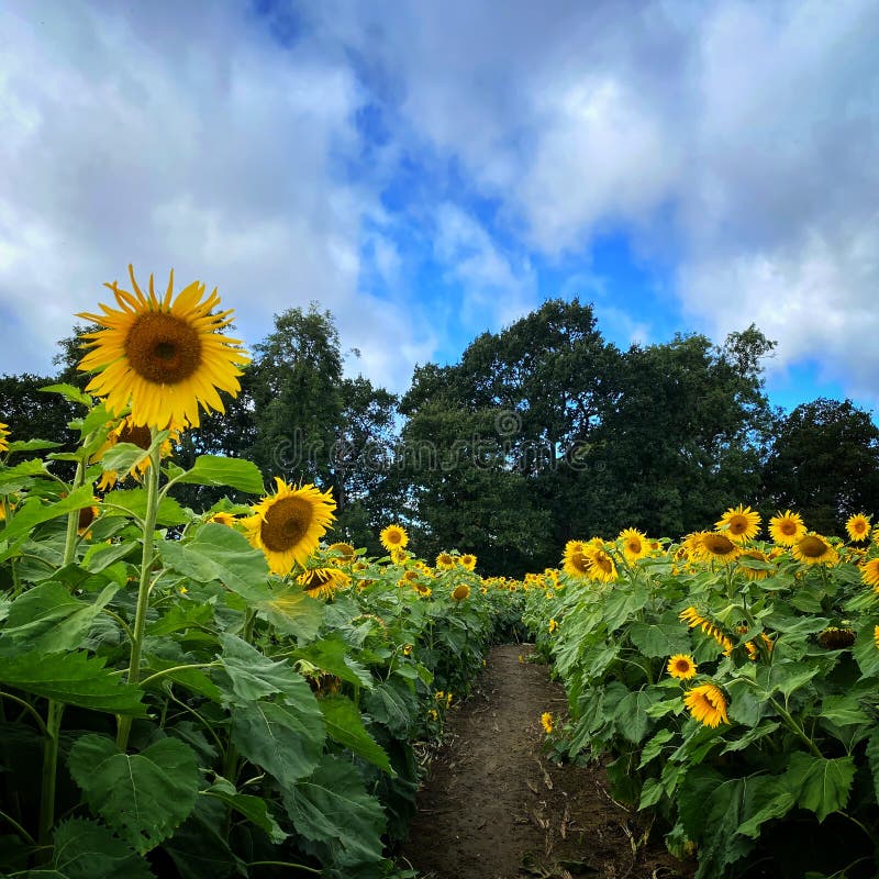 A Walk through the Sunflower Field Stock Photo - Image of farm, rural ...