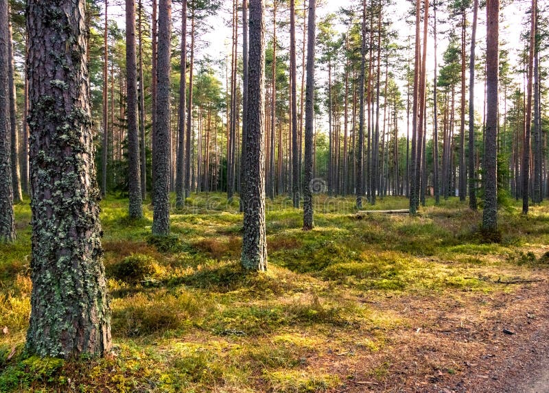 Walk through a Sunlit Forest on a Spring Day in Sweden Stock Image ...